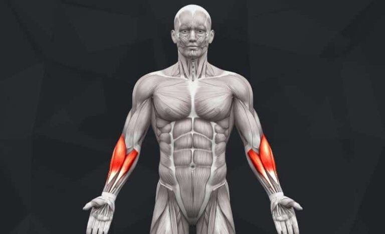 Les 10 meilleurs exercices pour les avant-bras (mise à jour 2024 ...